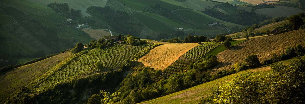 truffles and Acqualagna